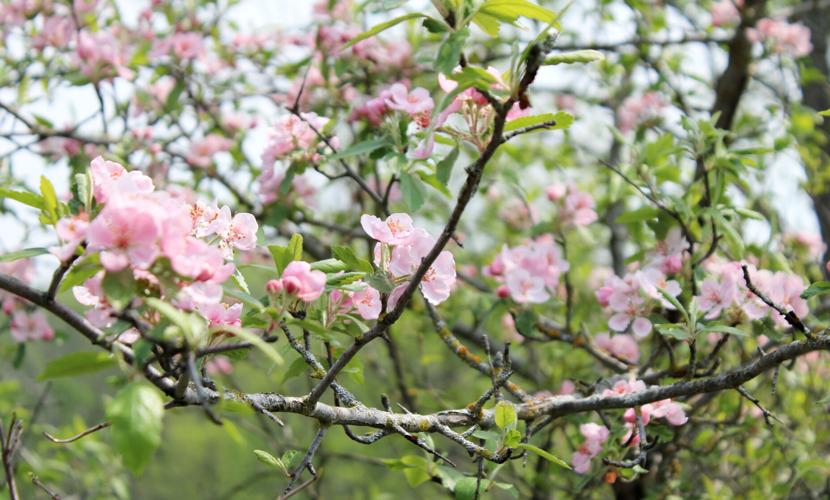 Nerstrand resident and Carleton biologist Wagenbach earns lifetime achievement award | News ...