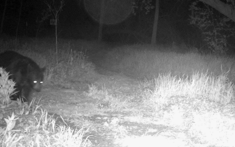 Bear sightings uptick around southern Minnesota | News | southernminn.com