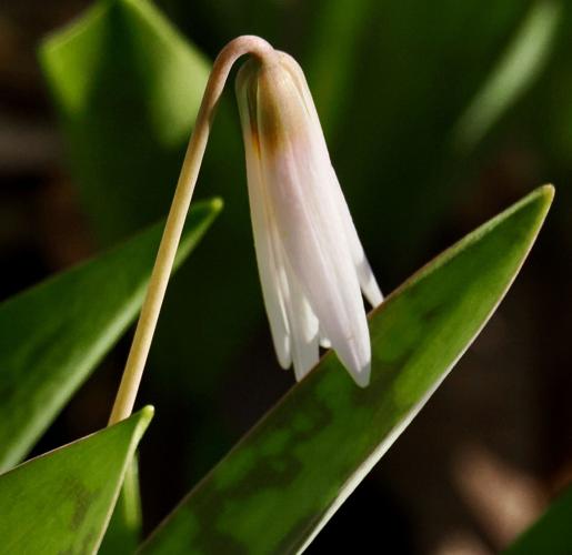 WHEELER: Spring wildflowers abound at Kaplan’s Woods | Opinion ...