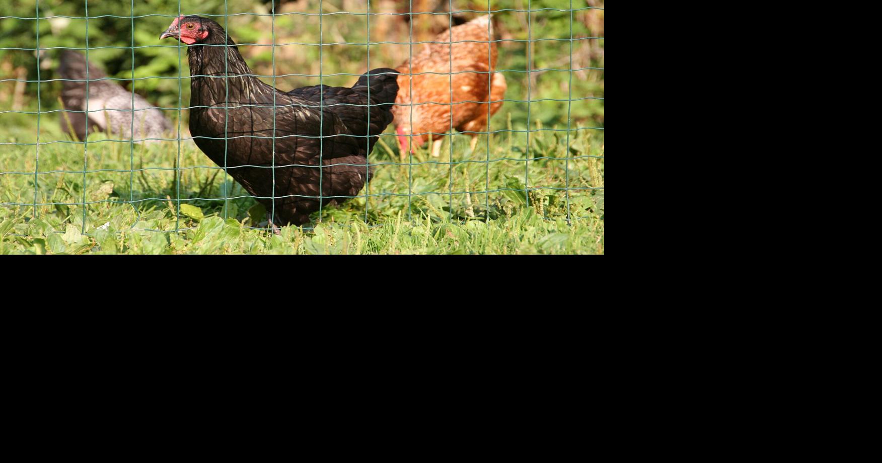 'Chick Days,' hatcheries and memories from rural Minnesota | Community ...