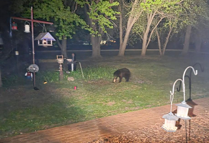 Bear sightings uptick around southern Minnesota | News | southernminn.com