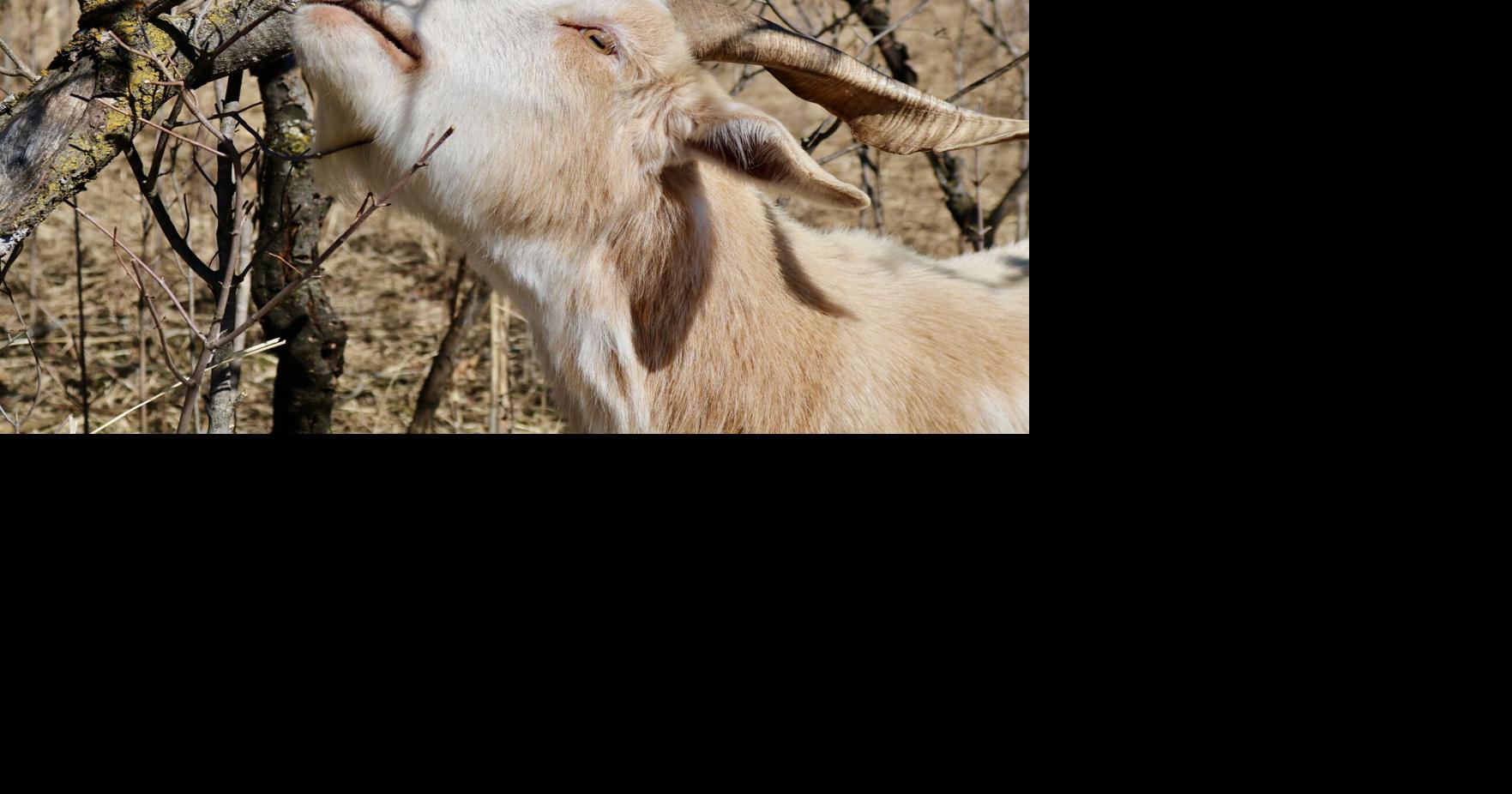 GOATS AT WORK: River Bend Nature Center uses goats to battle invasive ...