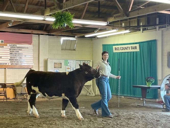 Beef show among the many opportunities for 4-Hers to shine | News ...