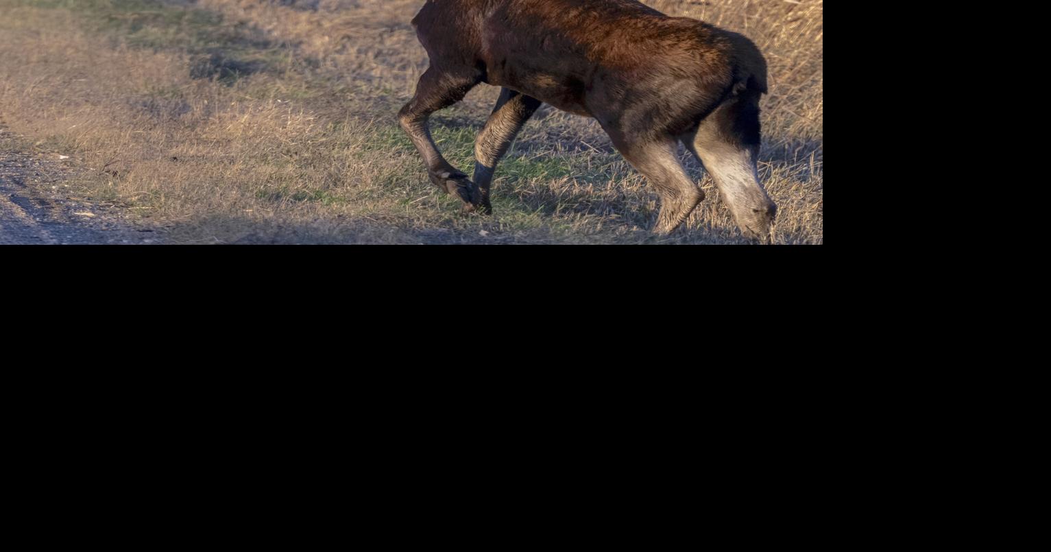 Moose being tracked by a herd of fans | State | southernminn.com