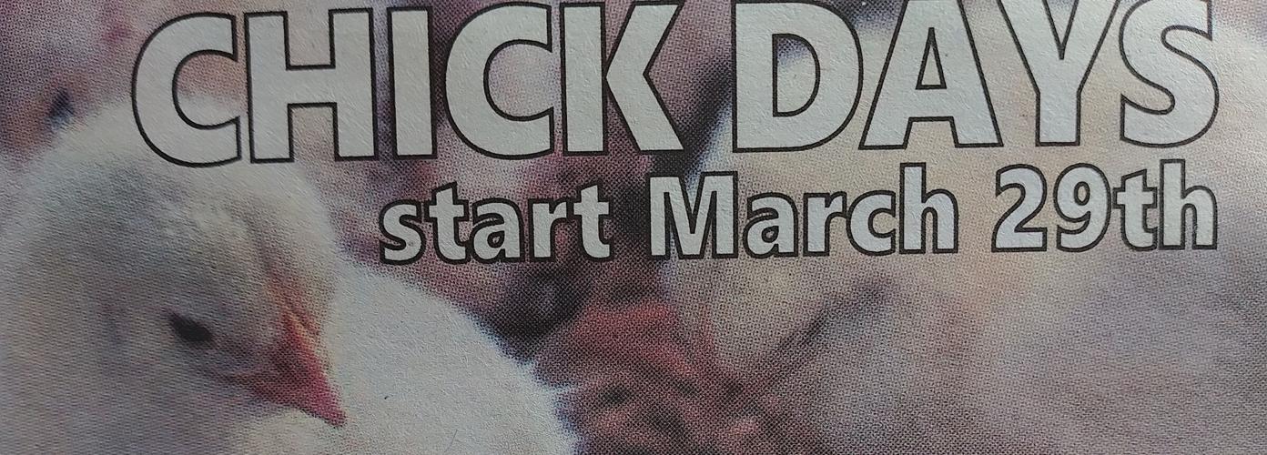 'Chick Days,' hatcheries and memories from rural Minnesota | Community ...