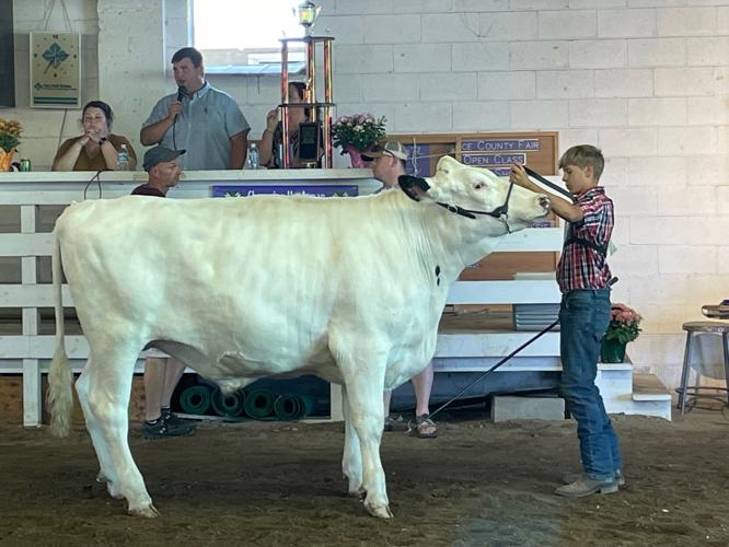 Beef show among the many opportunities for 4-Hers to shine | News ...