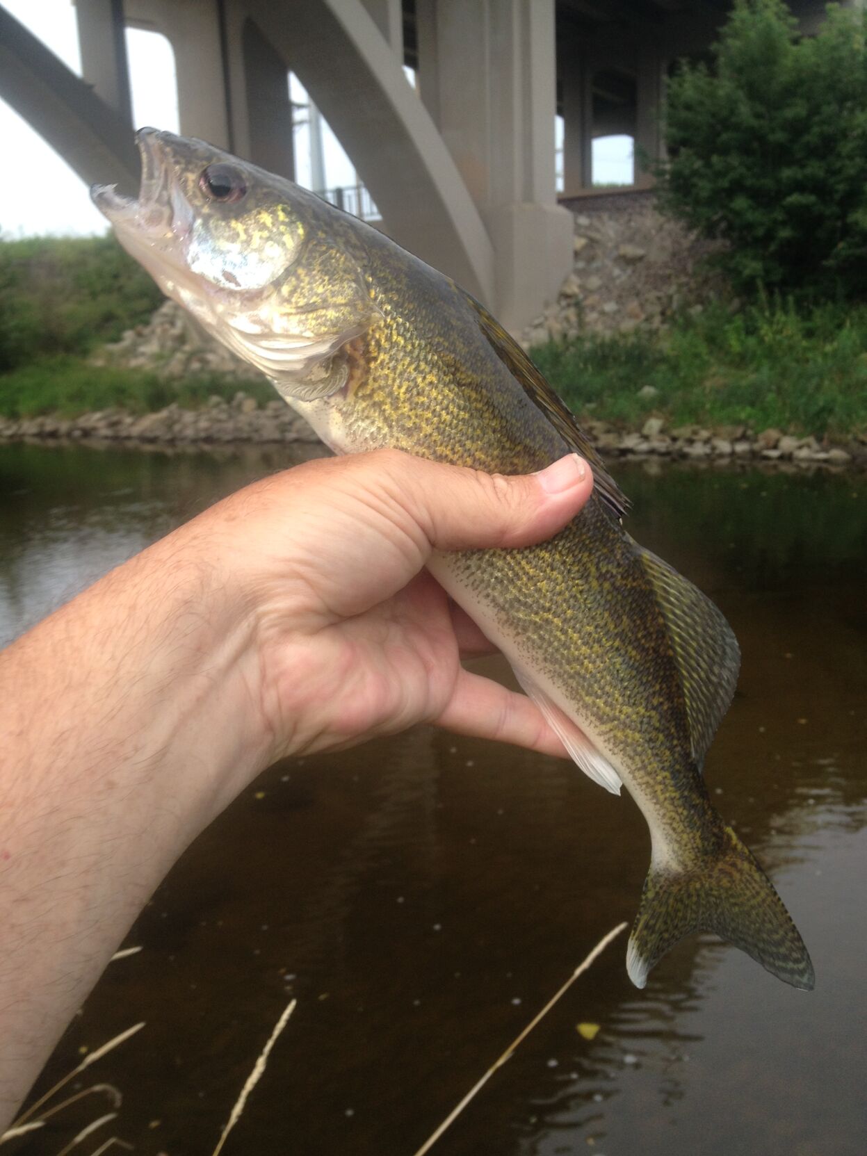 507 OUTDOORS: Where walleye is king | Opinion | southernminn.com