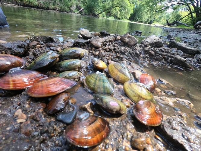 DNR: Mussels reintroduced into southern Minnesota rivers 'doing well ...