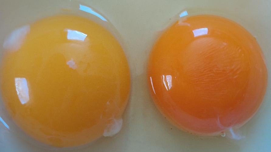 'Chick Days,' hatcheries and memories from rural Minnesota | Community ...