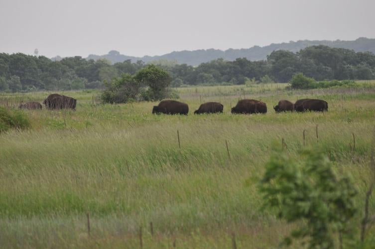 Minneopa State Park: Bison and waterfalls boost attendance | News ...