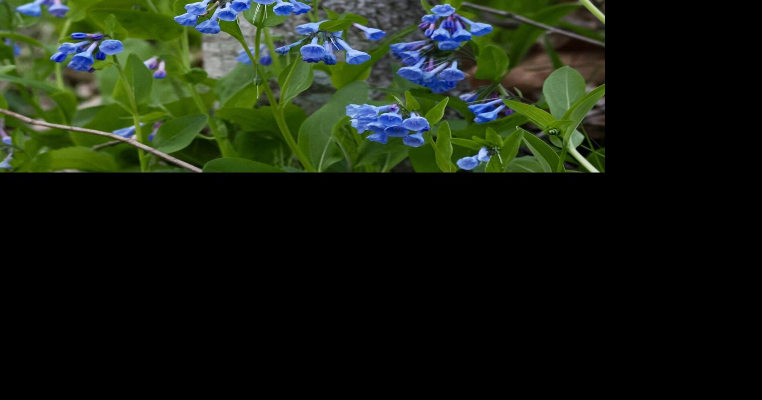WHEELER: Spring wildflowers abound at Kaplan’s Woods | Opinion ...