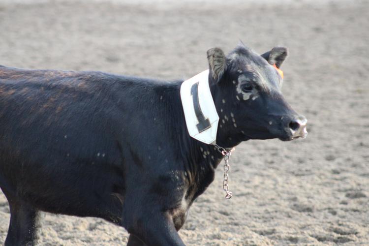 Riders lasso up cattle in Sheriff's Posse Ranch Rodeo | News ...