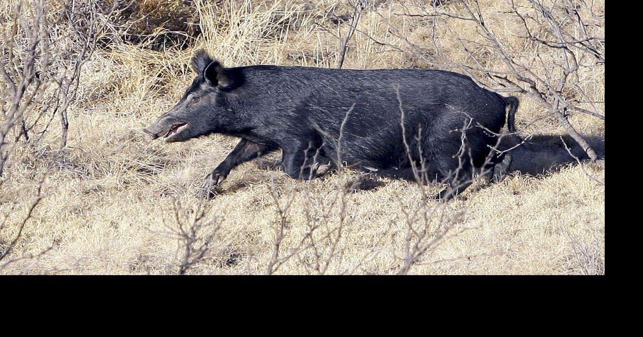 Officials preparing for potential feral pig invasion | State ...