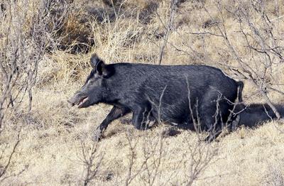Officials preparing for potential feral pig invasion | State ...