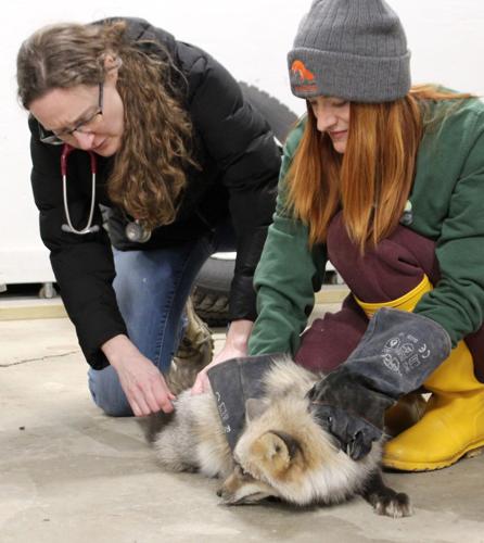 SaveAFox finds homes for 500 foxes from now-closed fur farm | News ...