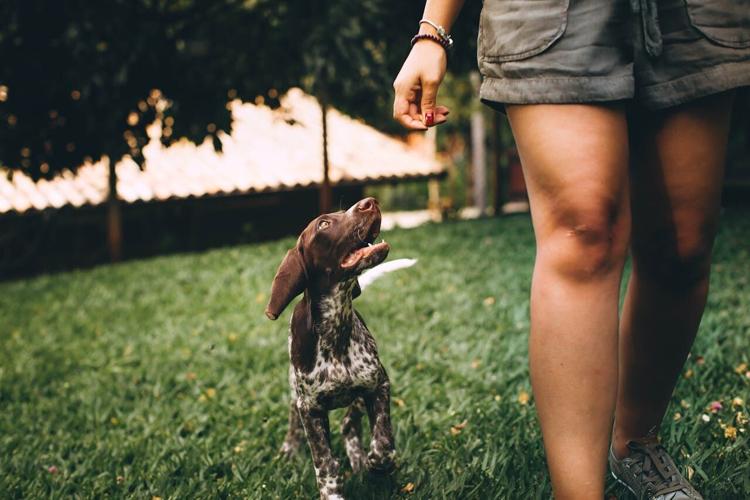 Study reveals how humans’ angry and happy voices affect dogs ...