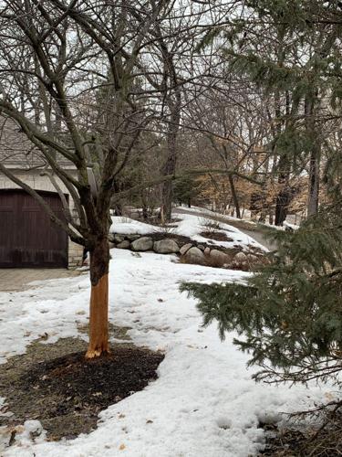 Rabbit Damage: Can this plant be saved? | State | southernminn.com