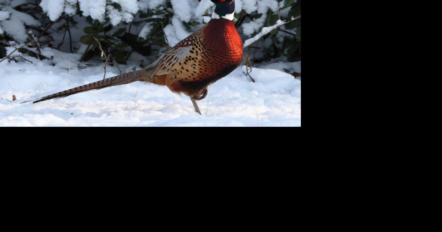 Snow could cause problems for region's pheasant population | News ...