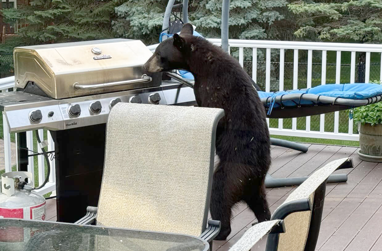 Bear sightings uptick around southern Minnesota | News | southernminn.com