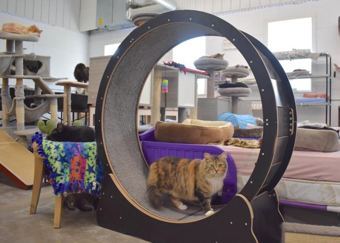 Furball Farm celebrates milestone, new Airbnb | News | southernminn.com