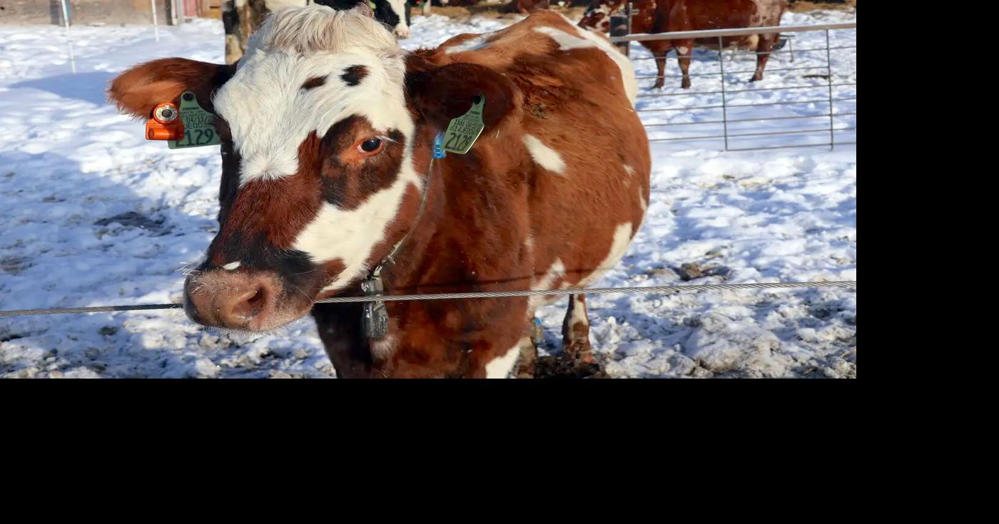 When it comes to climate warming, cow burps are no joke | State ...