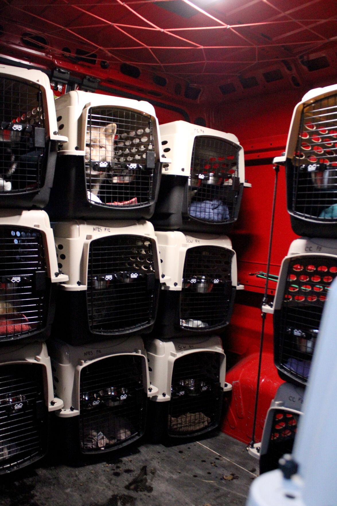 SaveAFox finds homes for 500 foxes from now-closed fur farm | News ...