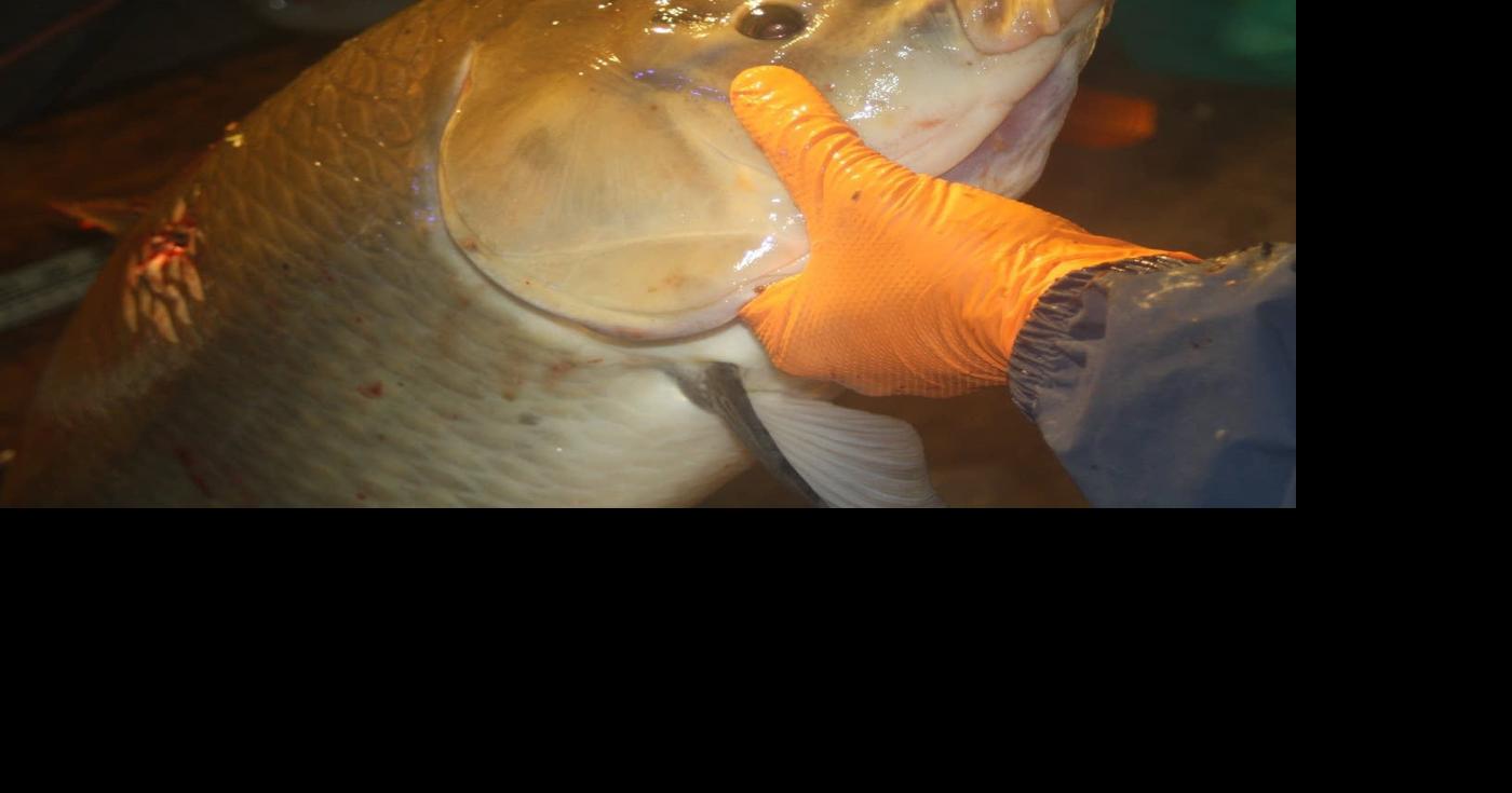 DNR plans changes to protect native rough fish | State | southernminn.com