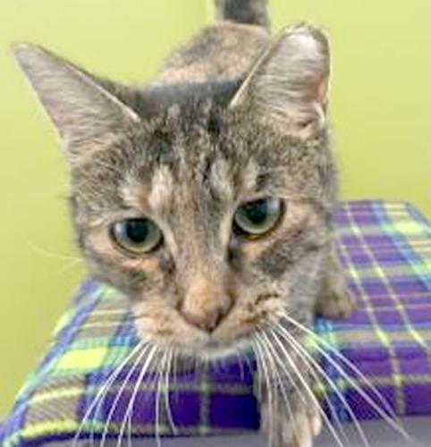 Pet of the Month - Adele | Community | southernminn.com