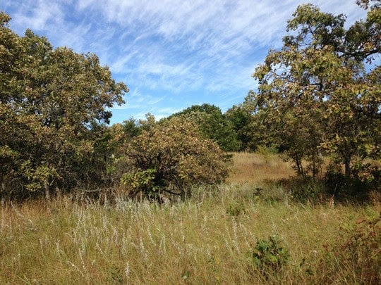 The rare and wild: oak savanna | Community | southernminn.com