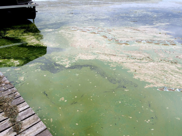 Roberds Lake continues to battle curly-leaf pondweed | Faribault Daily ...