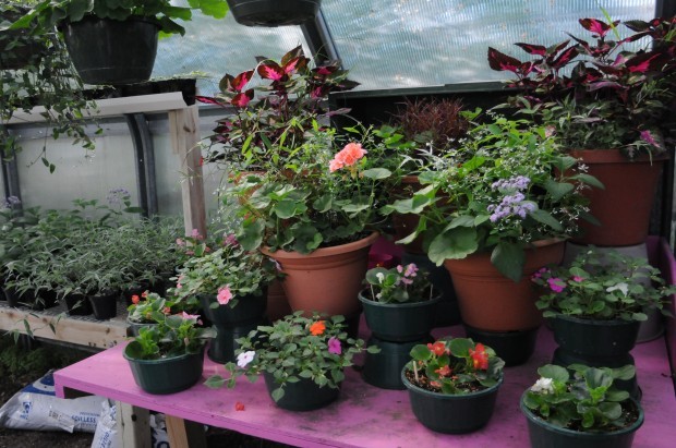 Rice County Activity Center's annual greenhouse to open Tuesday | News ...