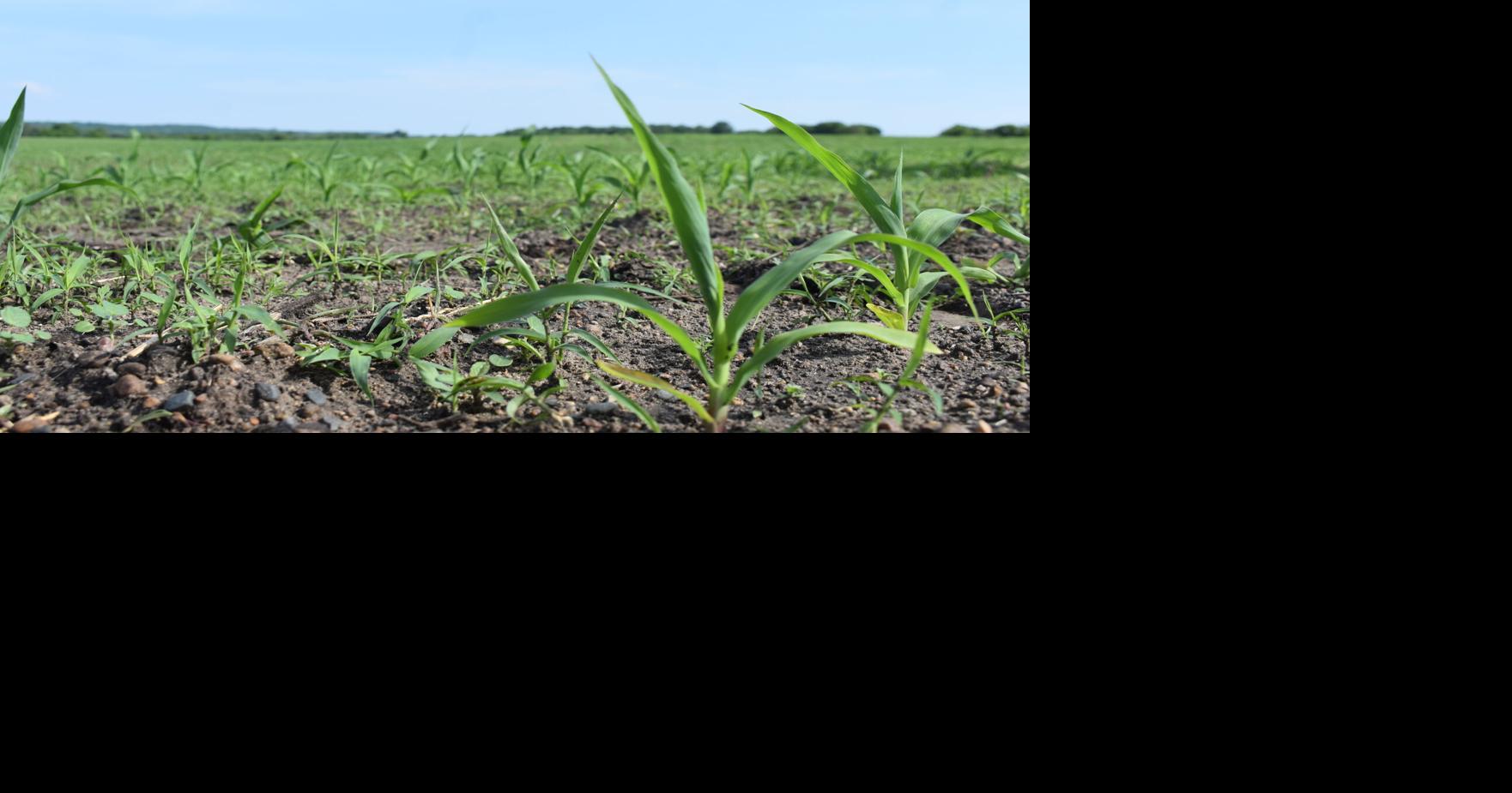 Crops off to strong start this growing season | News | southernminn.com