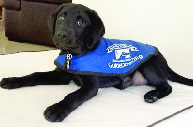 Floridian guide dog visits Owatonna family | News | southernminn.com