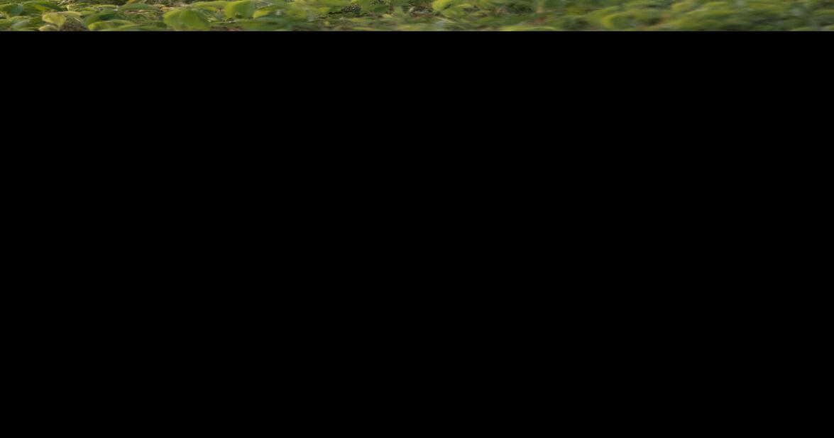 Catherine Sager | Virtual Graduations | southernminn.com