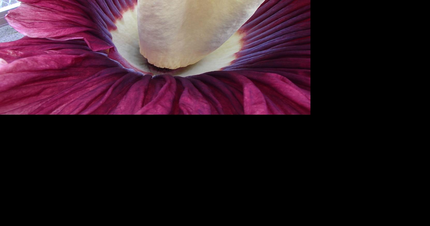 Gustavus corpse flower experiences rare, unexpected bloom | News ...