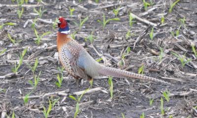 Minnesota pheasant population at ‘crossroads' as habitat shrinks | News ...