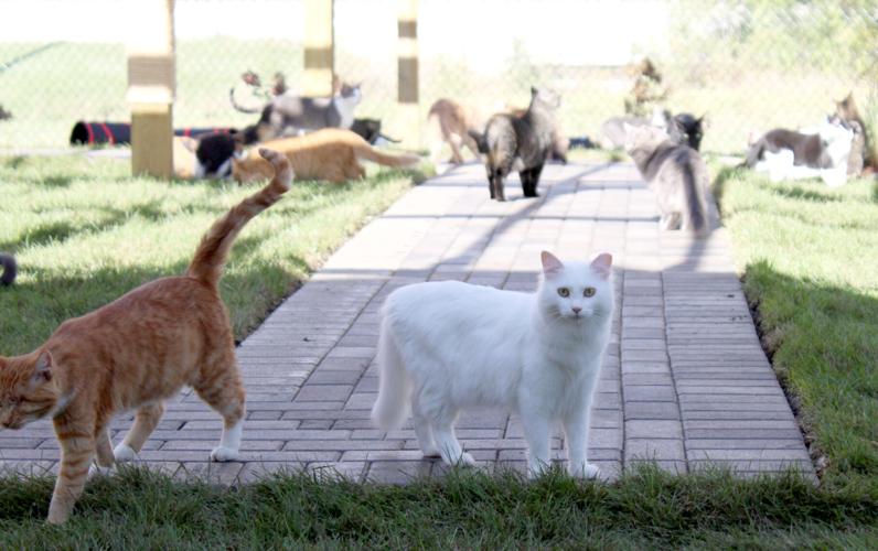 PHOTOS: Cats at Furball Farm have new outdoor playground | News ...