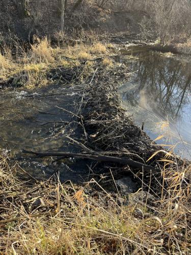 507 OUTDOORS: Monitoring those dam beavers | Opinion | southernminn.com