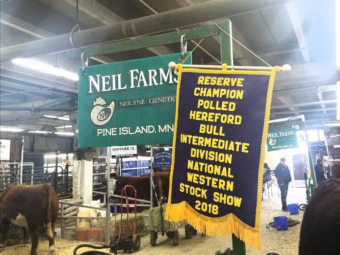 Hooked on Herefords: Breeder celebrates 50 years in the business | News ...