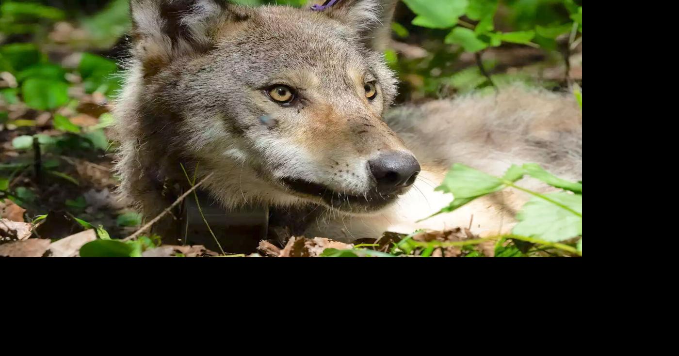 Researchers find that wolves are accomplished anglers | State ...