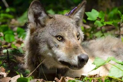 Researchers find that wolves are accomplished anglers | State ...