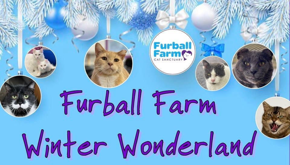 Furball Farm Winter Wonderland - Faribault | Scene | southernminn.com
