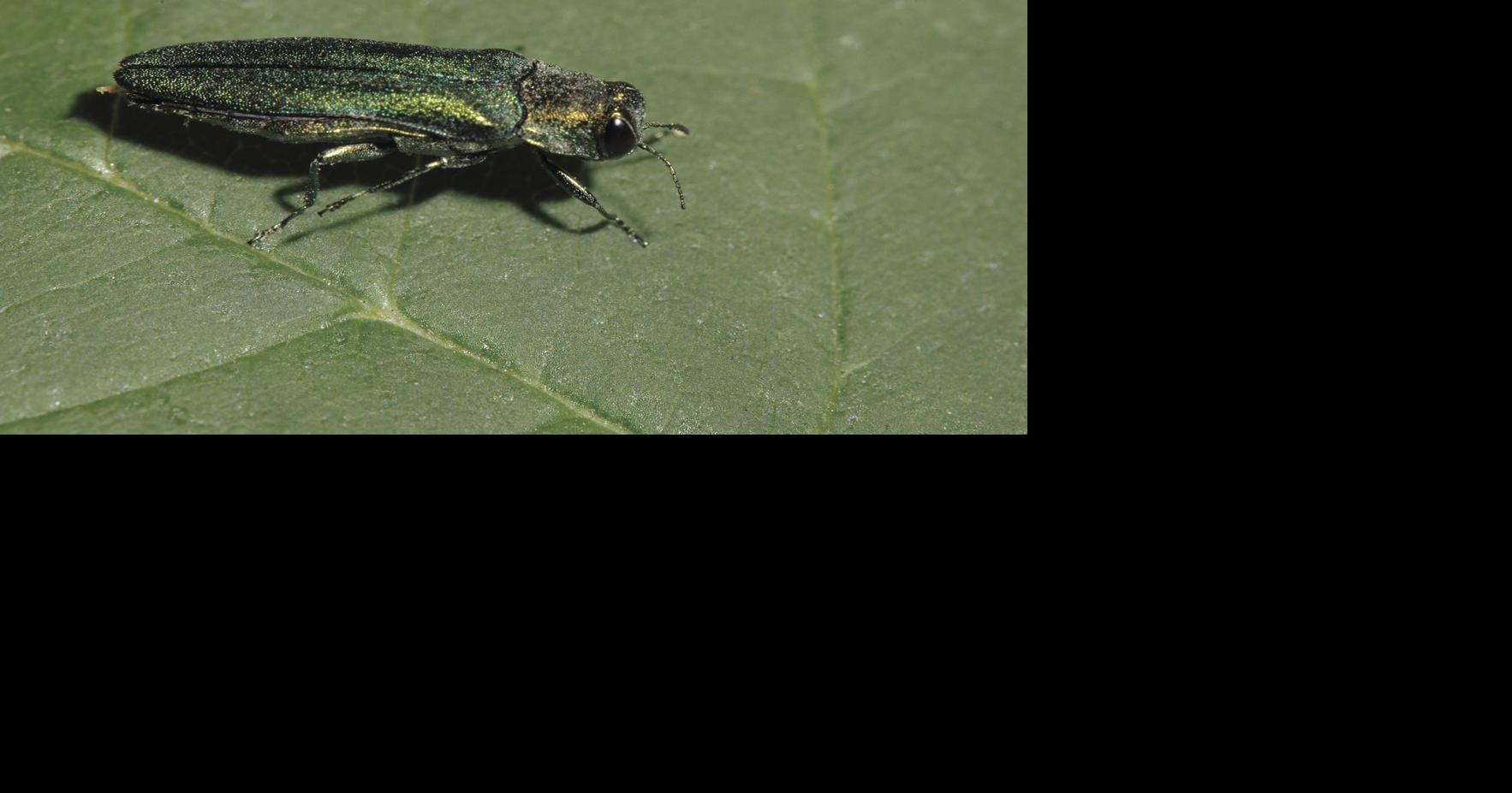 Invasive tree-killing insect discovered in Rice, Mower counties | News ...