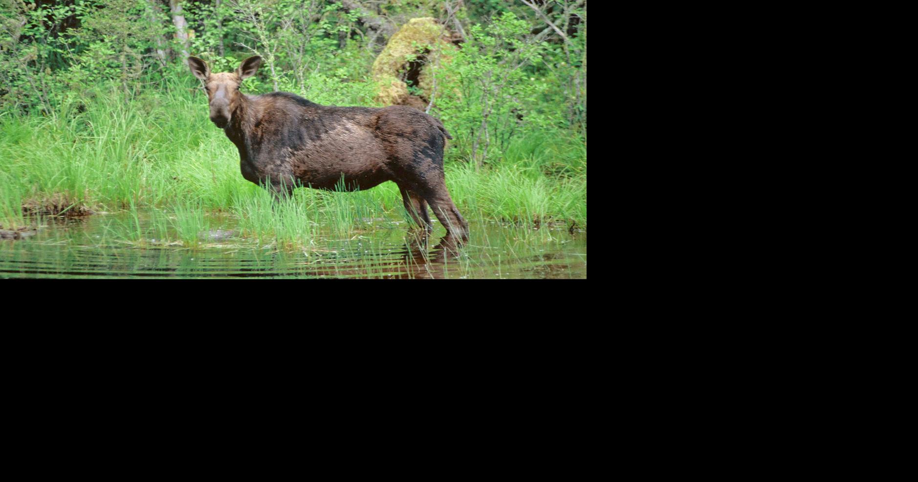 Research sheds light on how brainworm is killing moose | State ...