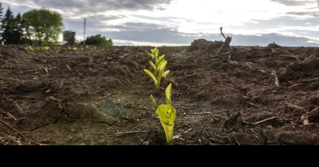 Soil health topic of upcoming field day events | News | southernminn.com