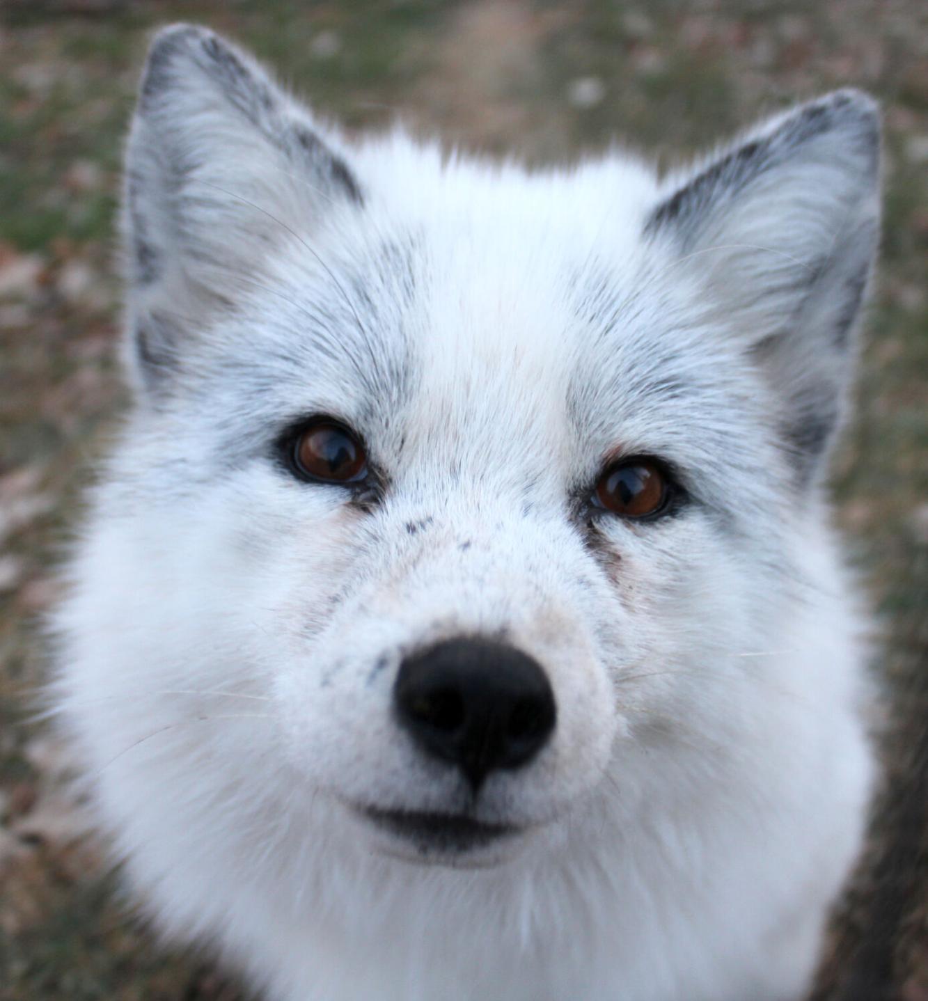 SaveAFox finds homes for 500 foxes from now-closed fur farm | News ...