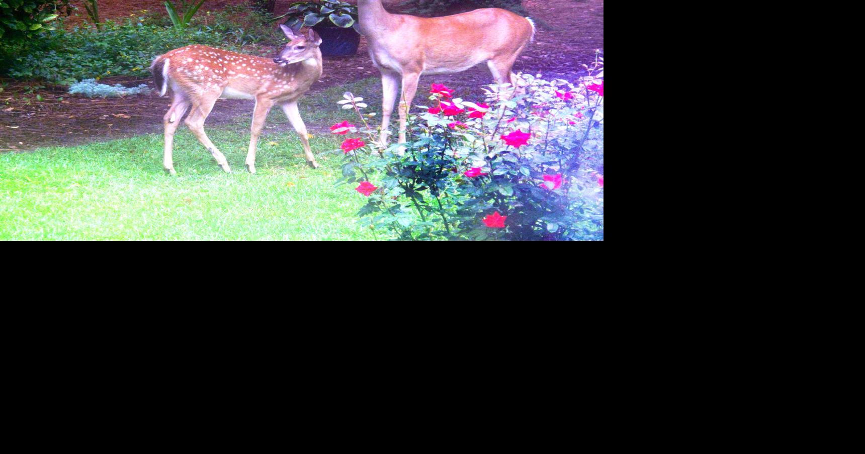 The deer ate my blueberry bush! | State | southernminn.com