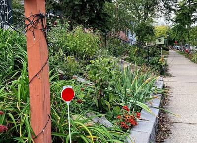 City of Wanamingo to allow 'managed natural landscape' lawns | News ...