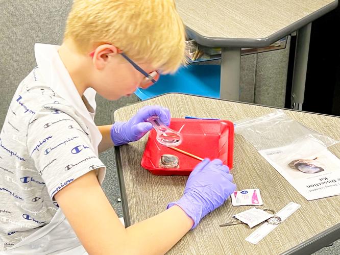 Local family donates cow eyeballs for class dissection | News ...