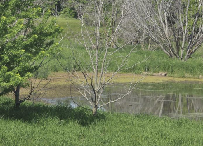 Cannon River Watershed and Nature Conservancy team up for restoration ...